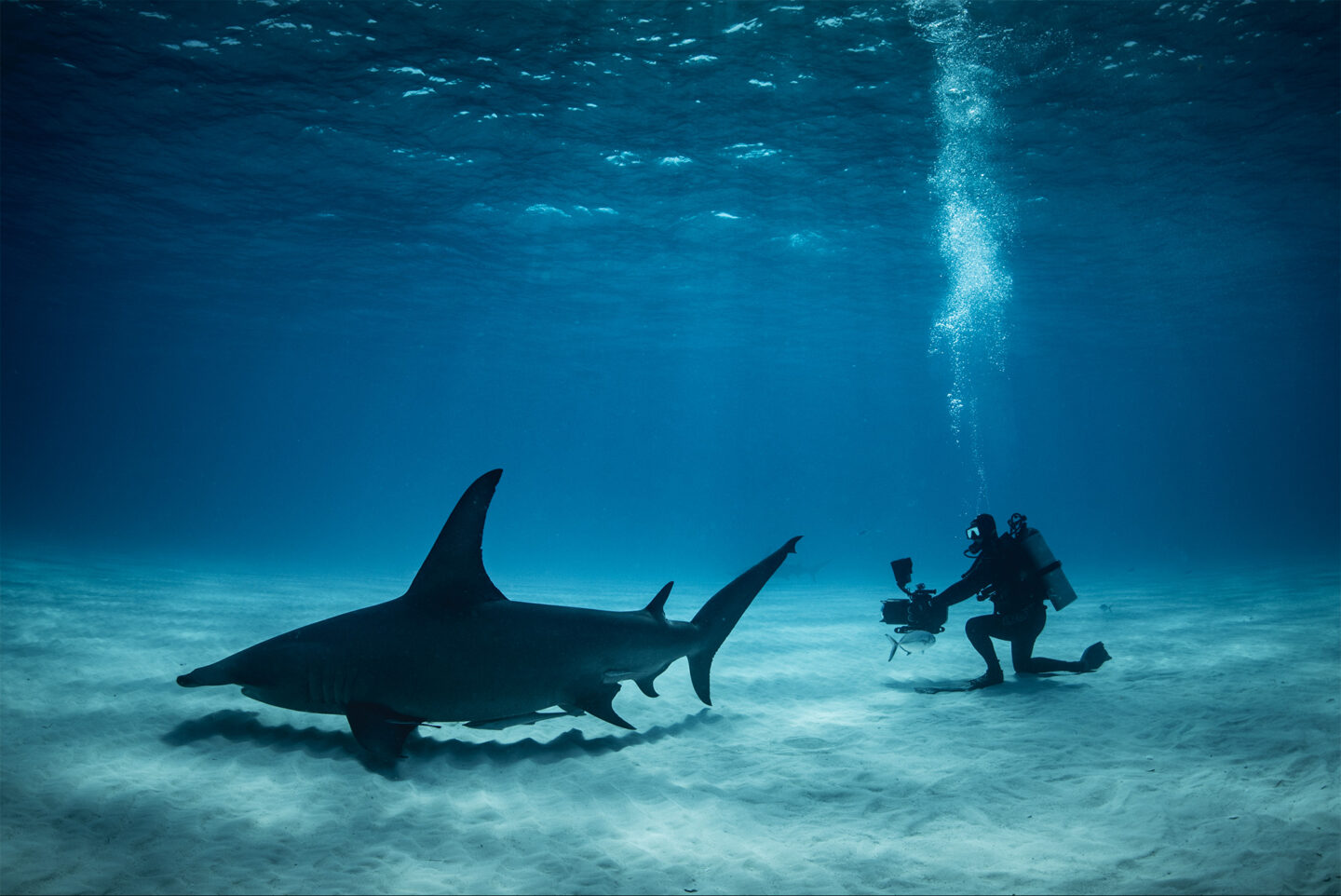 Wild Eye Magazine | A Lens on the Untamed World