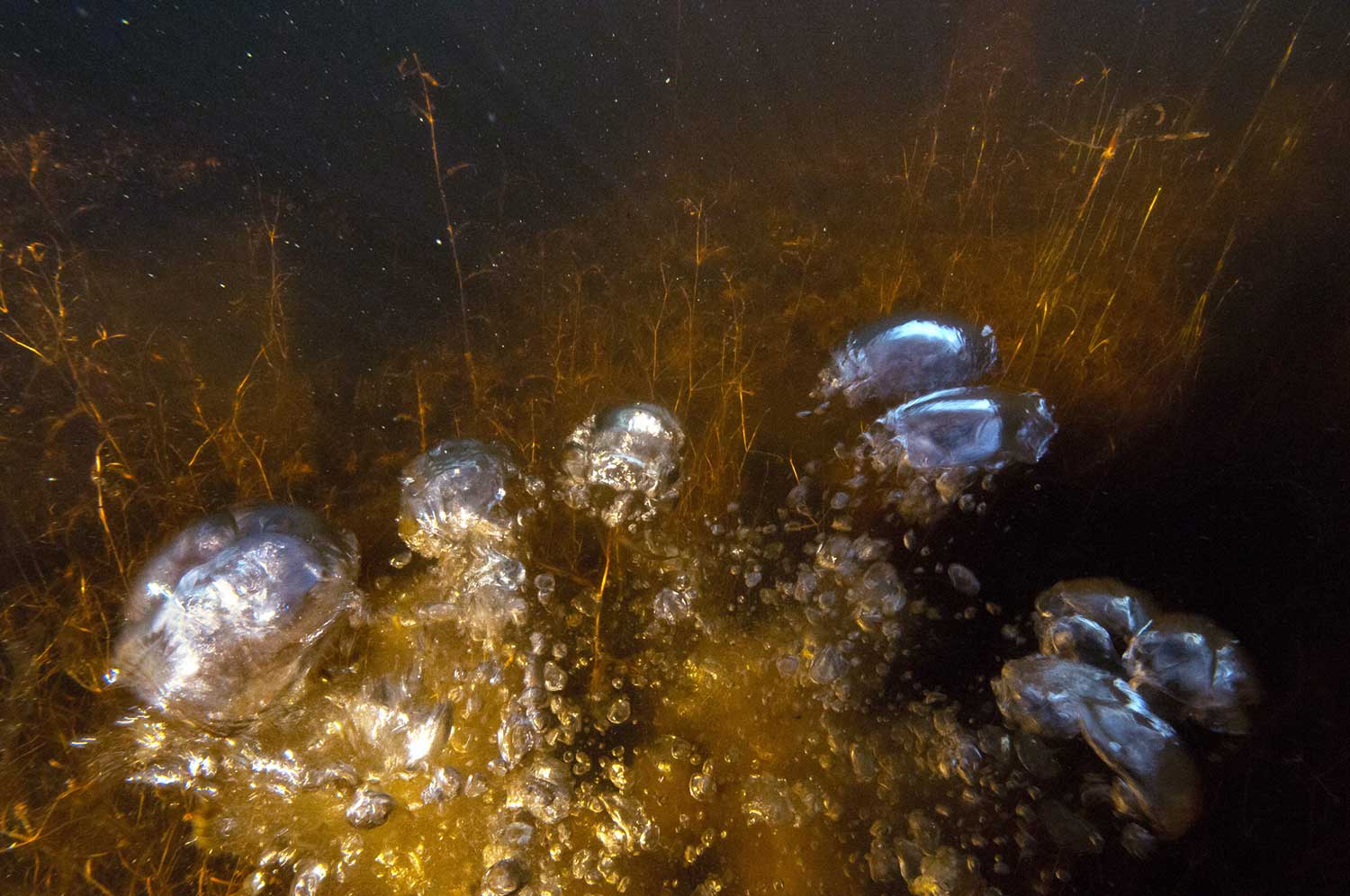 How I Got Down in the Mud to Photograph Greenhouse Gases - Wild Eye ...