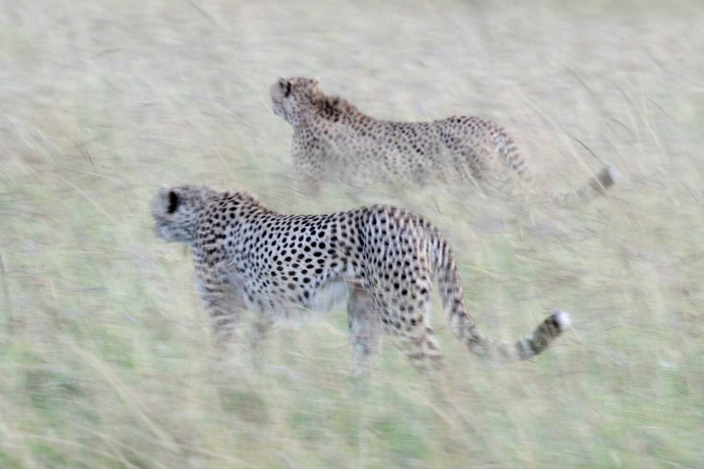 5 Creative Ways to Capture Striking Photos of Wildlife - Wild Eye Magazine