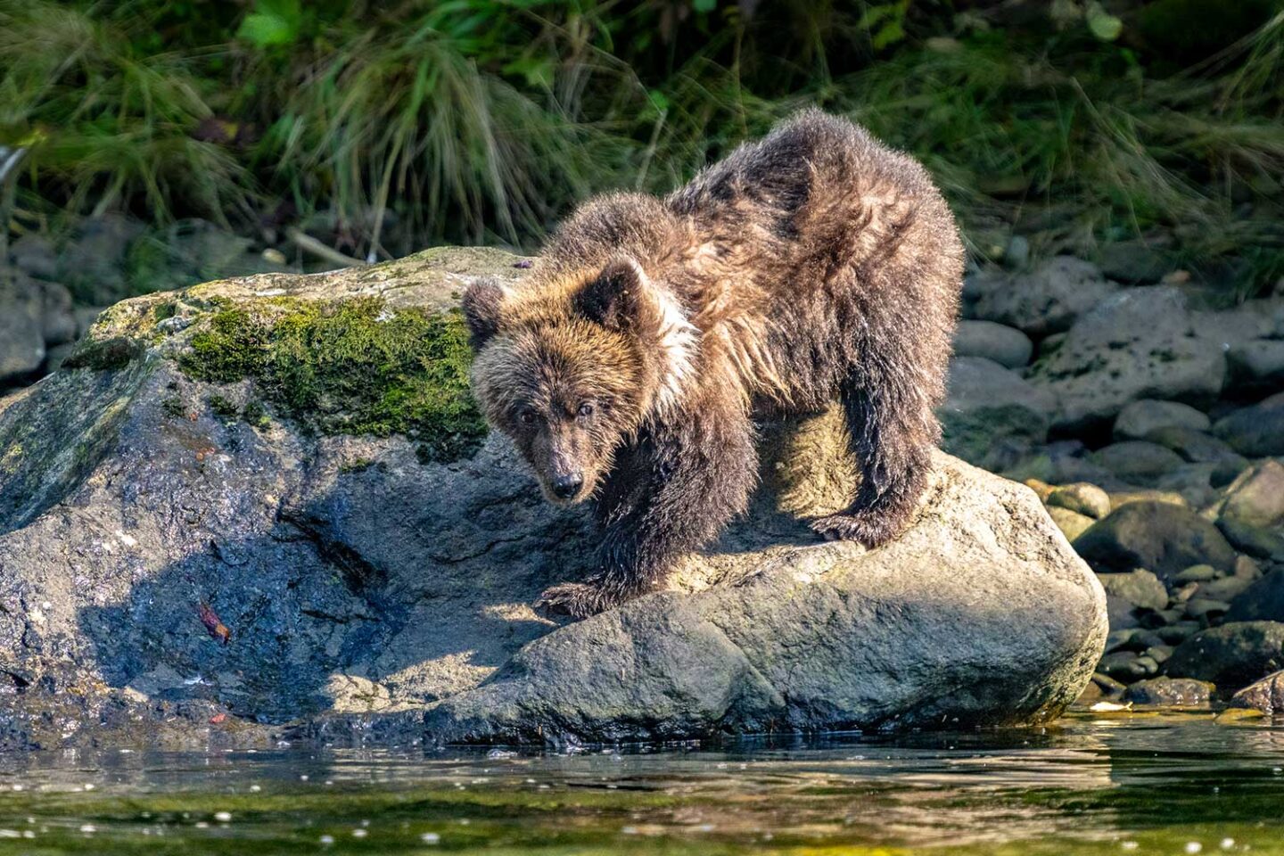 Photographing Bears? Here Are 6 Things to Keep in Mind - Wild Eye Magazine