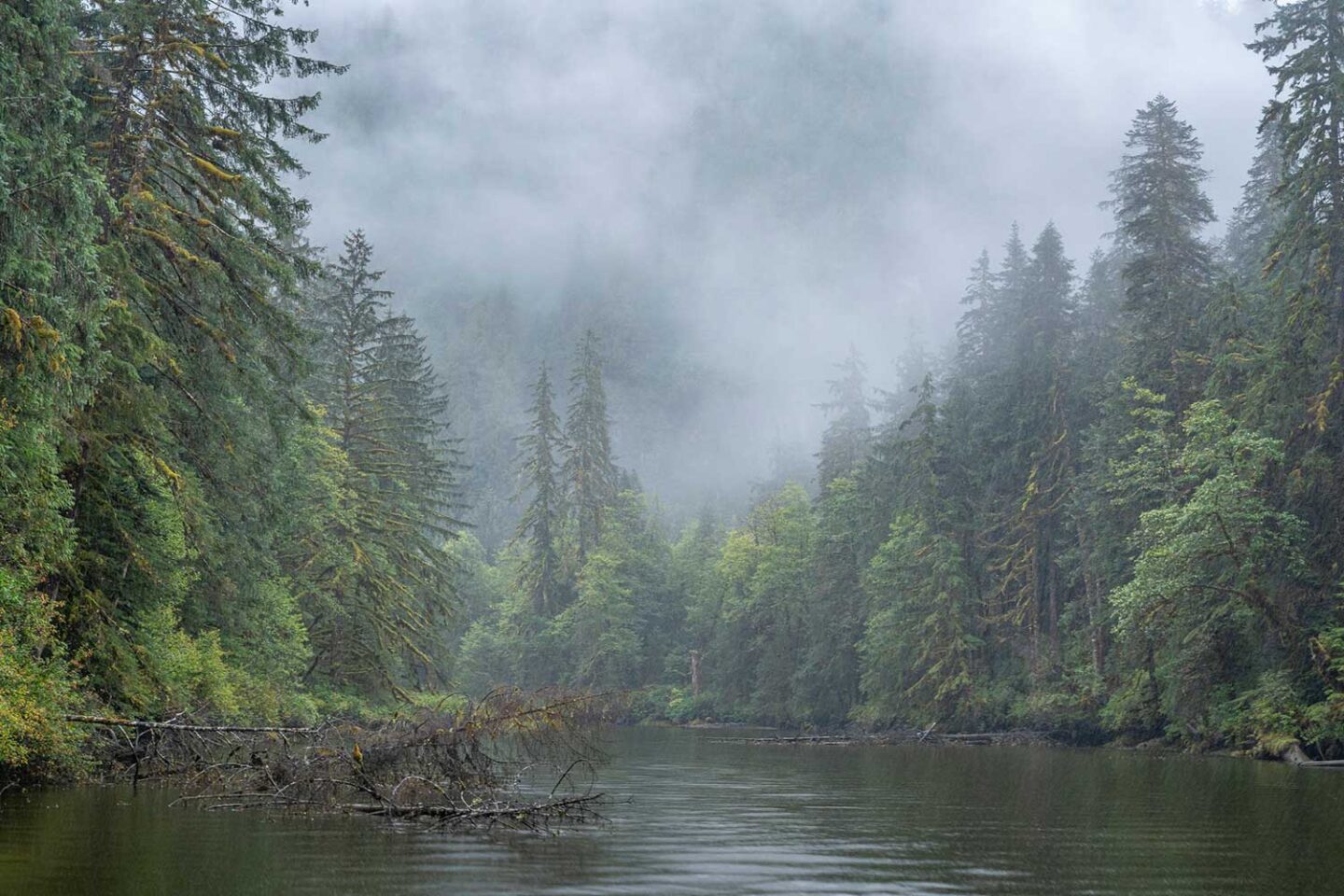 Photographing Bears? Here Are 6 Things to Keep in Mind - Wild Eye Magazine