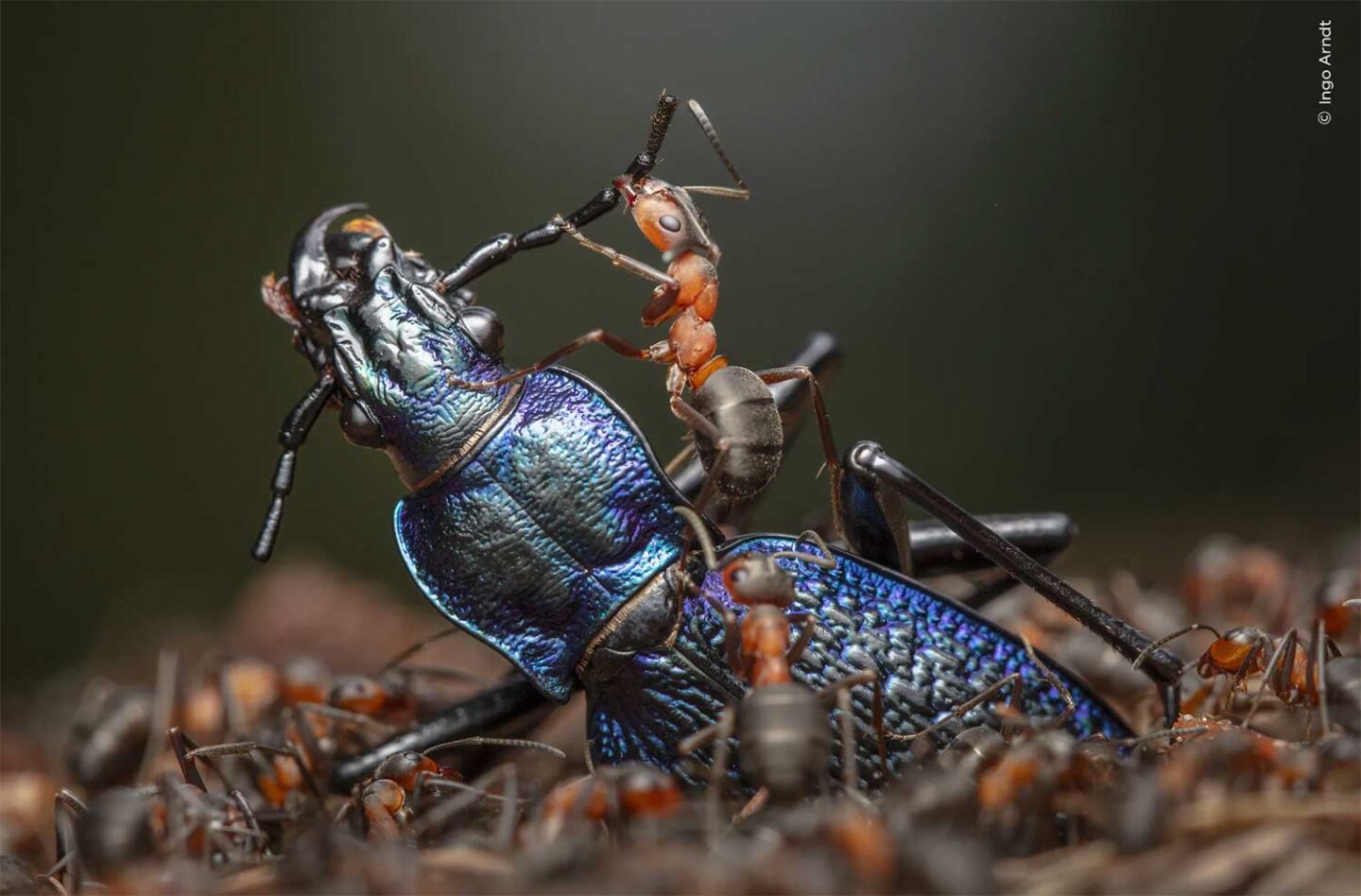 10 Stunning Winners from Wildlife Photographer of the Year - Wild Eye ...