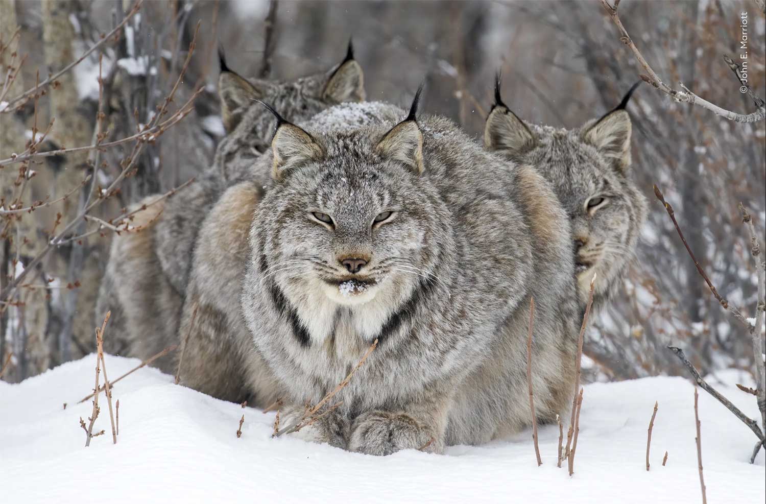 10 Stunning Winners from Wildlife Photographer of the Year - Wild Eye ...