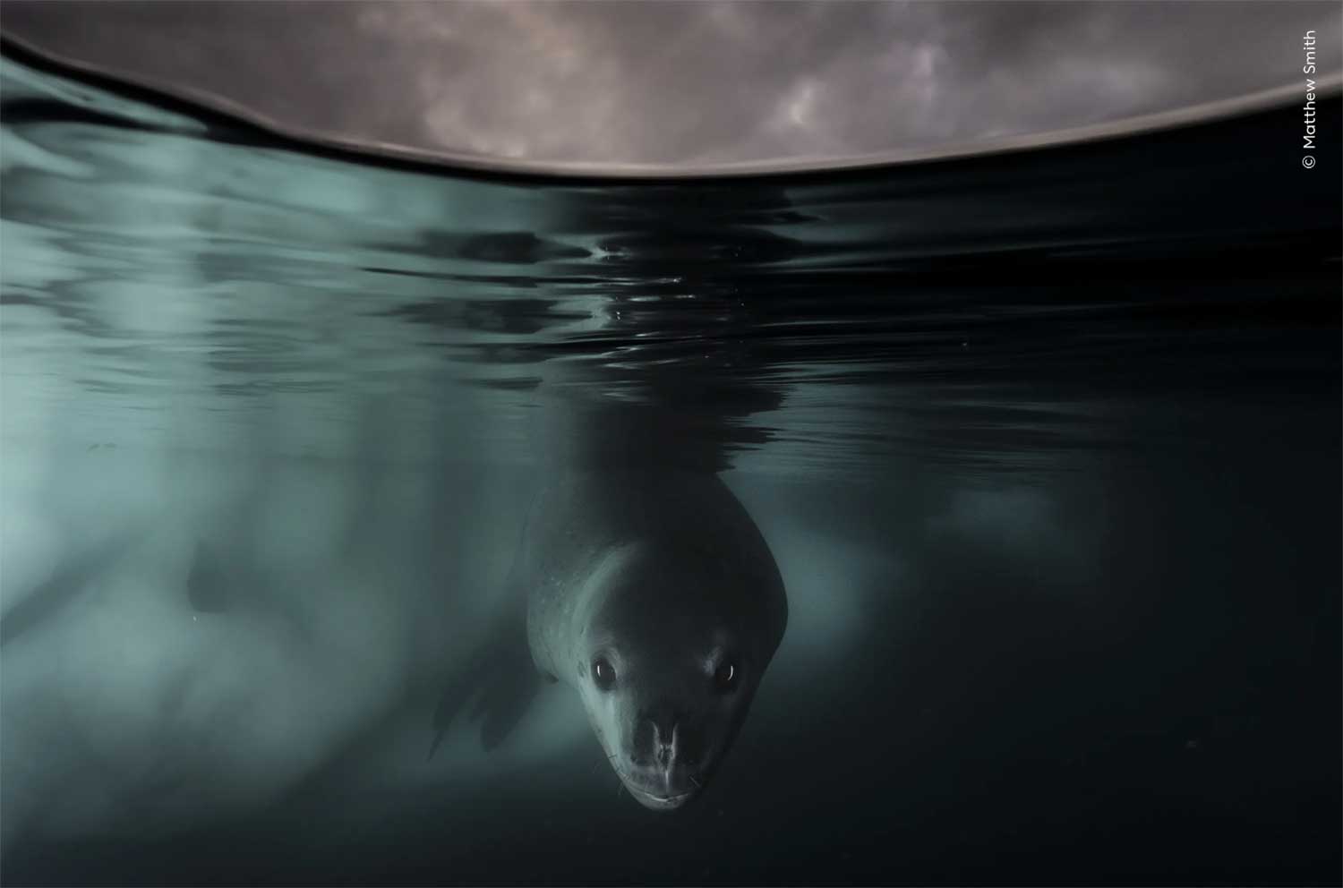 10 Stunning Winners from Wildlife Photographer of the Year - Wild Eye ...
