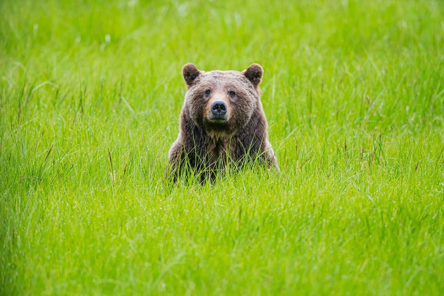 Thomas Mangelsen Reflects on Death of Famous Grizzly Bear 399 - Wild ...