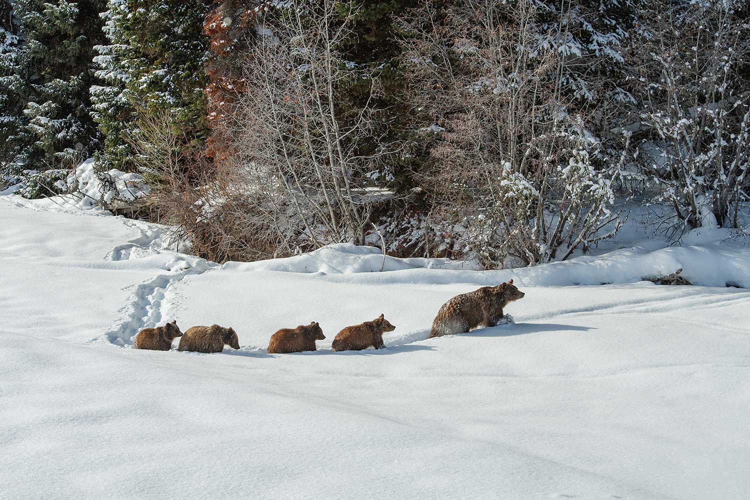 Thomas Mangelsen Reflects on Death of Famous Grizzly Bear 399 - Wild ...