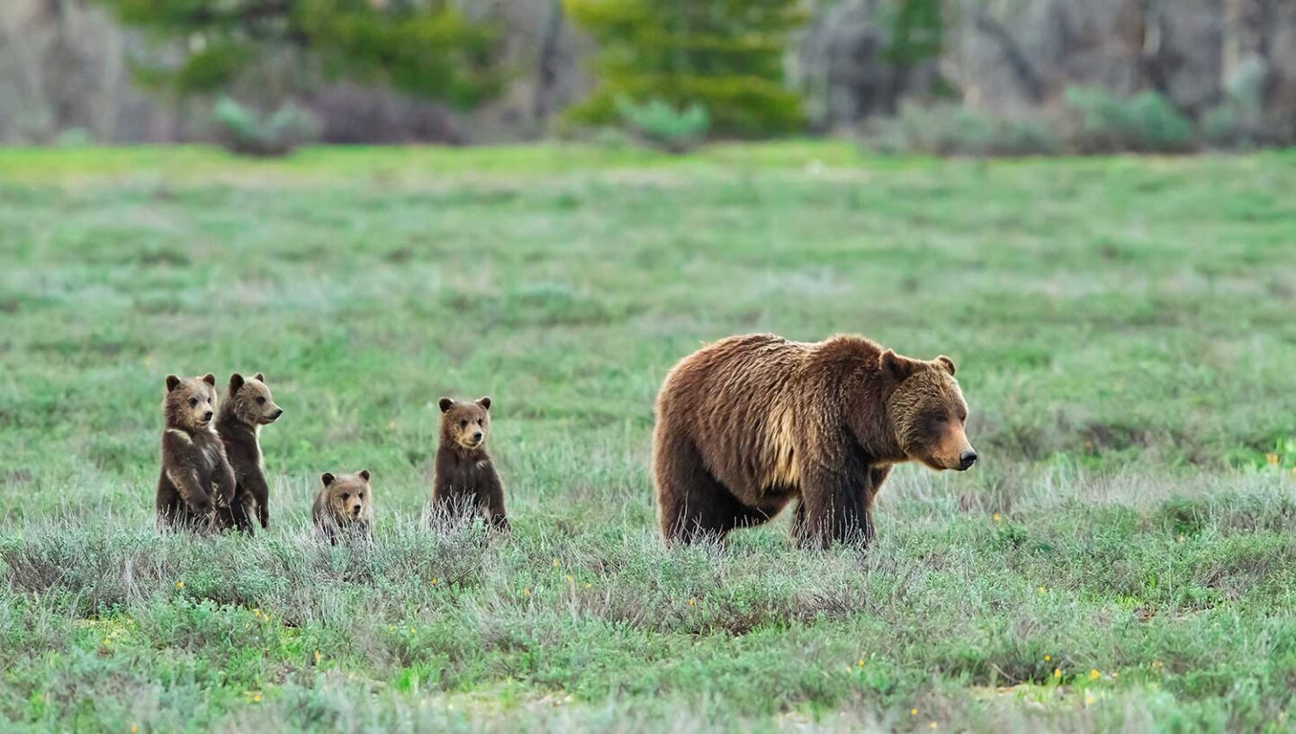 Thomas Mangelsen Reflects on Death of Famous Grizzly Bear 399 - Wild ...