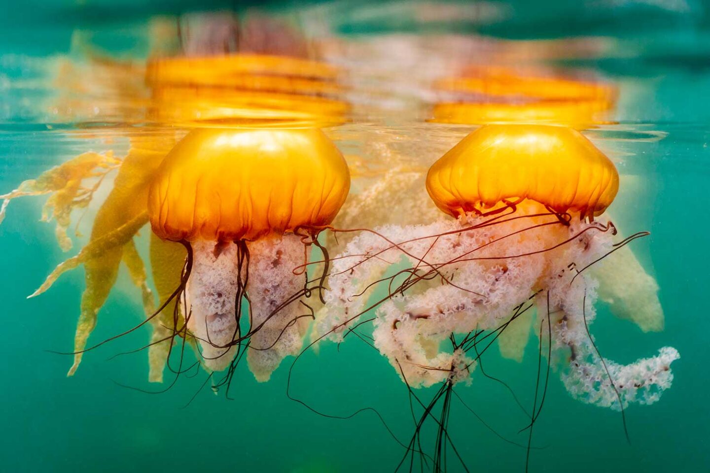 Exploring the Depths: A Guide to Underwater Photography - Wild Eye Magazine