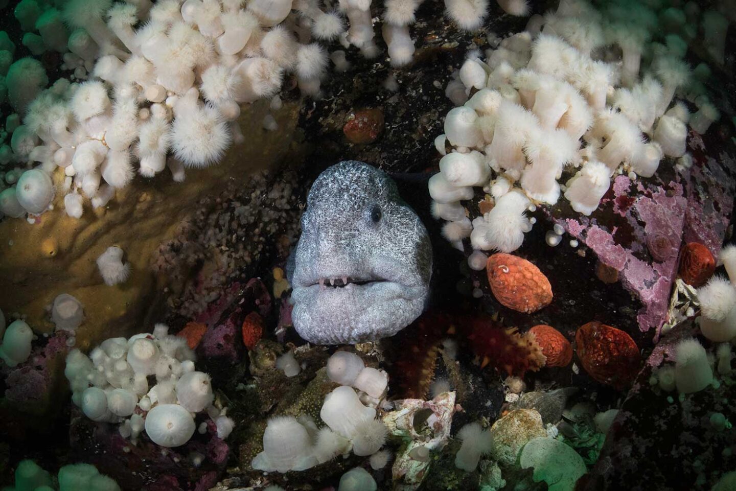 Exploring the Depths: A Guide to Underwater Photography - Wild Eye Magazine