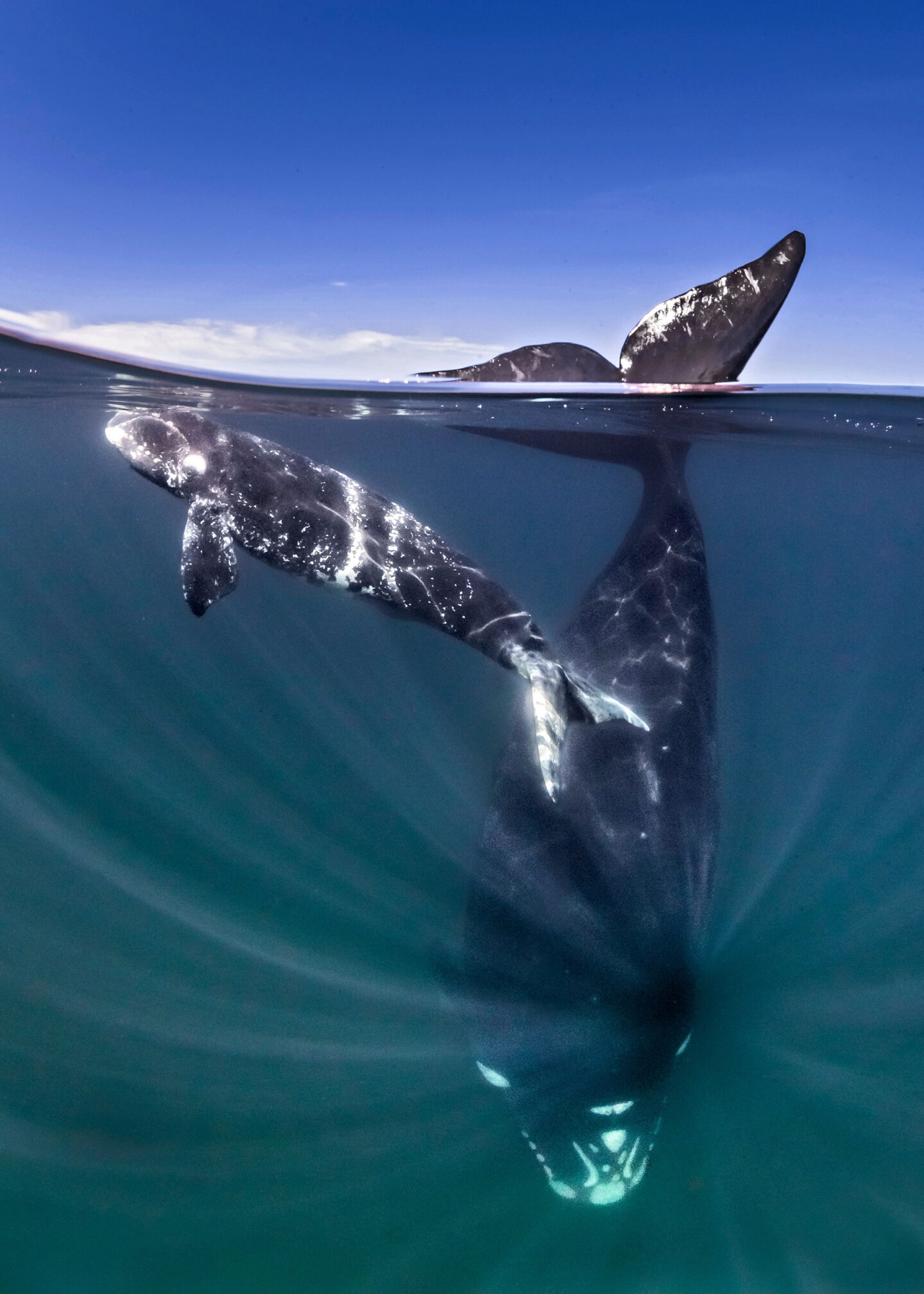 A Whale of a Comeback Story: In Photos - Wild Eye Magazine