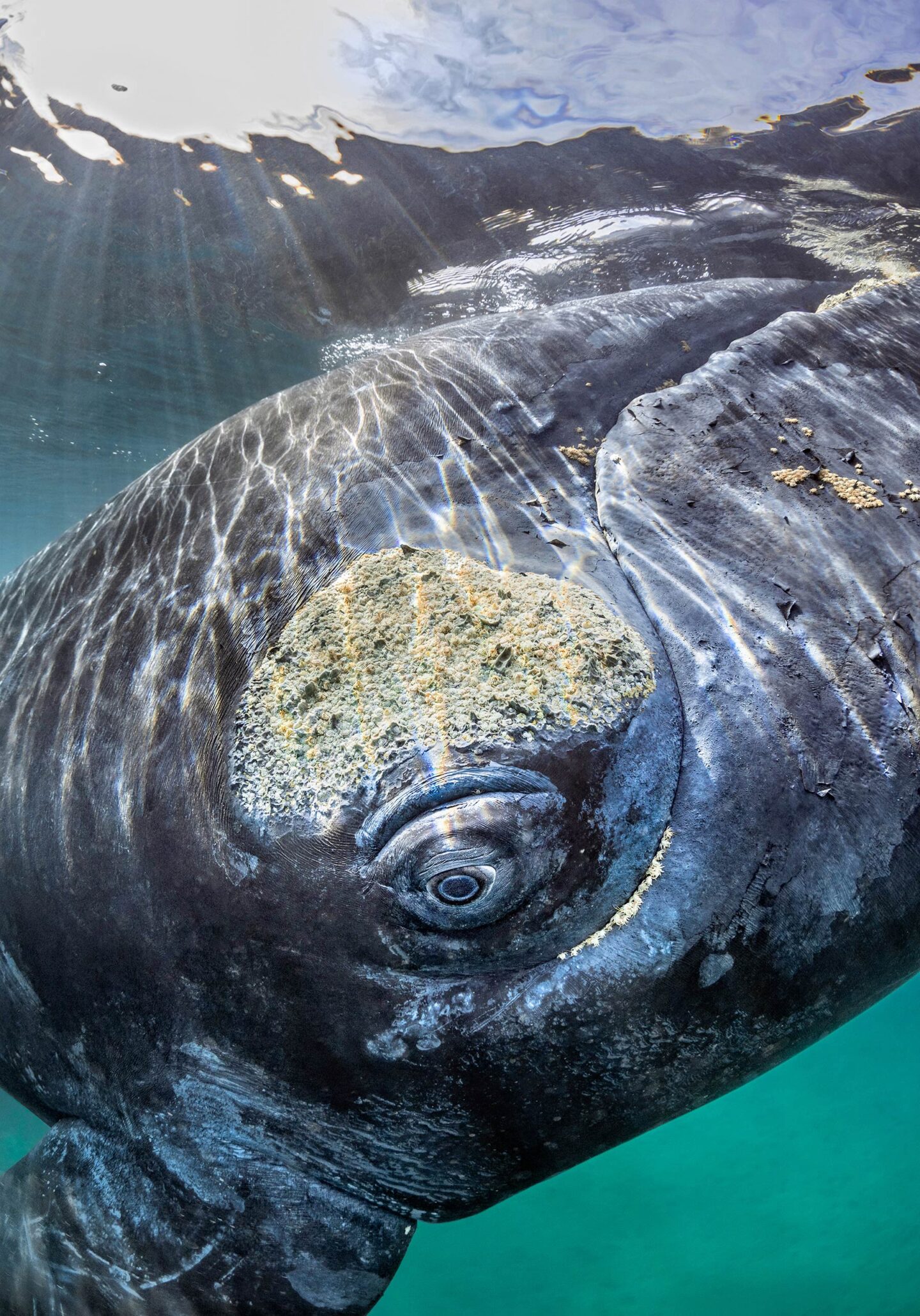 A Whale of a Comeback Story: In Photos - Wild Eye Magazine
