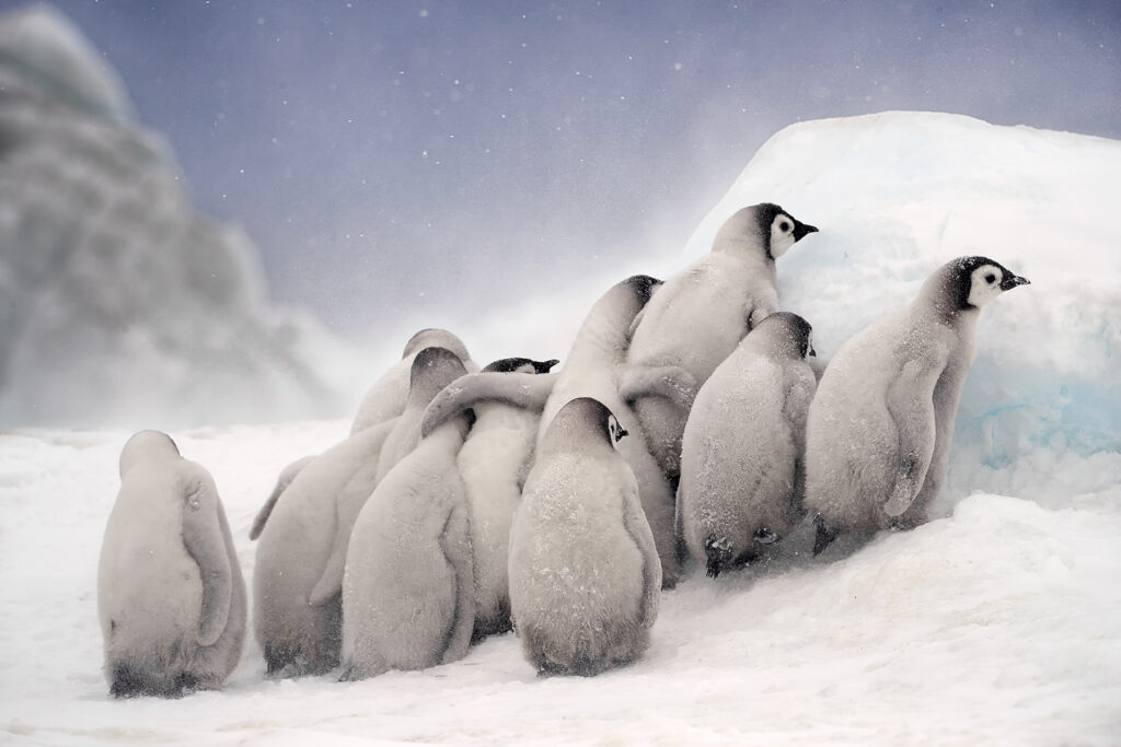 The Story Behind This Touching Photo of Penguins - Wild Eye Magazine