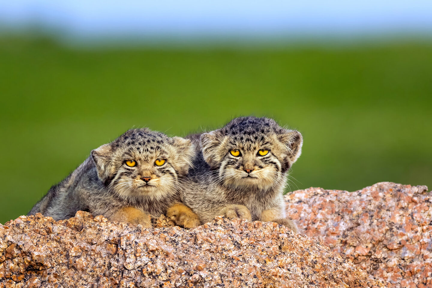 How I Photographed Manul Cats in Mongolia - Wild Eye Magazine
