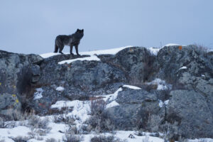 Wild Eye: An Outdoor Photography Magazine