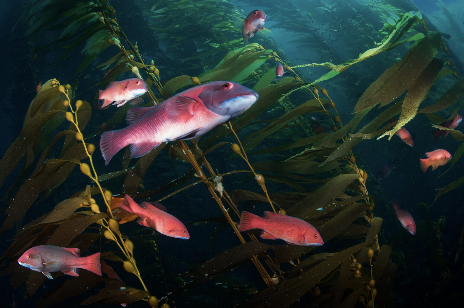 5 Reasons Why Earth Day Matters More Than Ever - Wild Eye Magazine