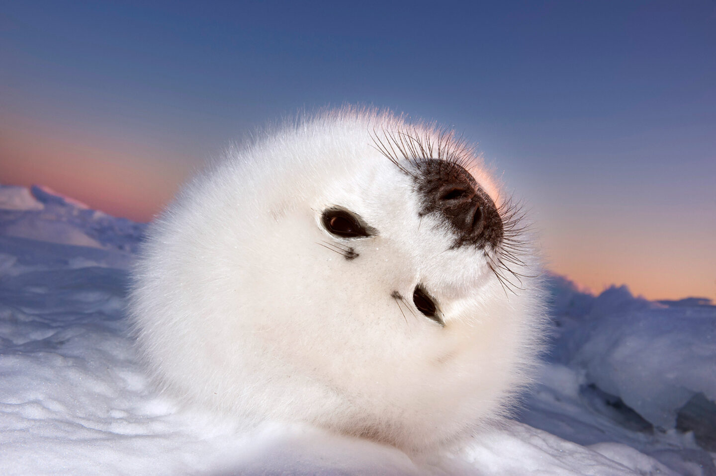 Thinning Ice: Harp Seals in Crisis - Wild Eye Magazine