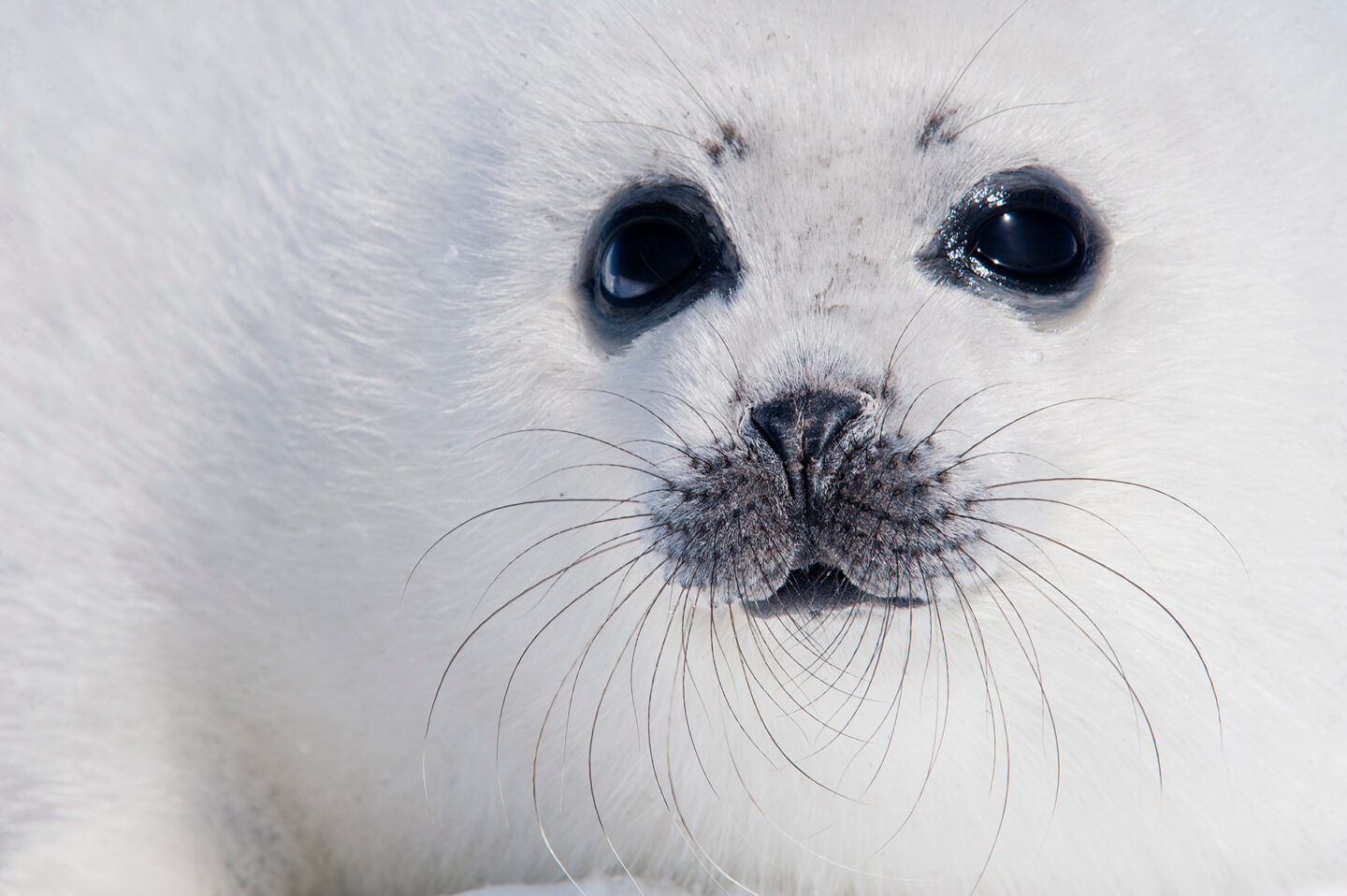 Thinning Ice: Harp Seals in Crisis - Wild Eye Magazine