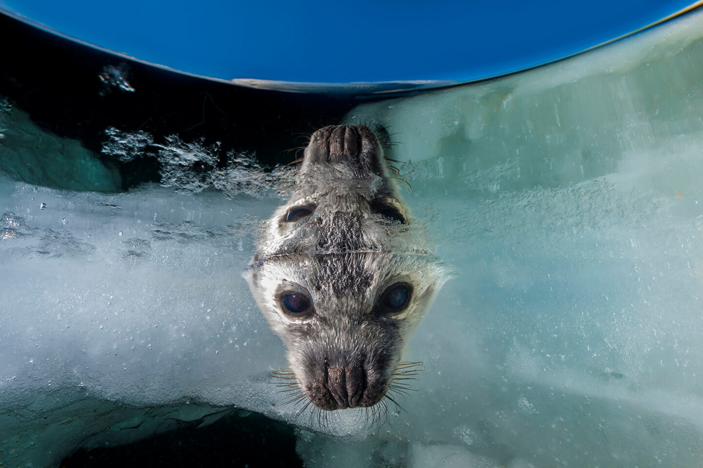 Thinning Ice: Harp Seals in Crisis - Wild Eye Magazine