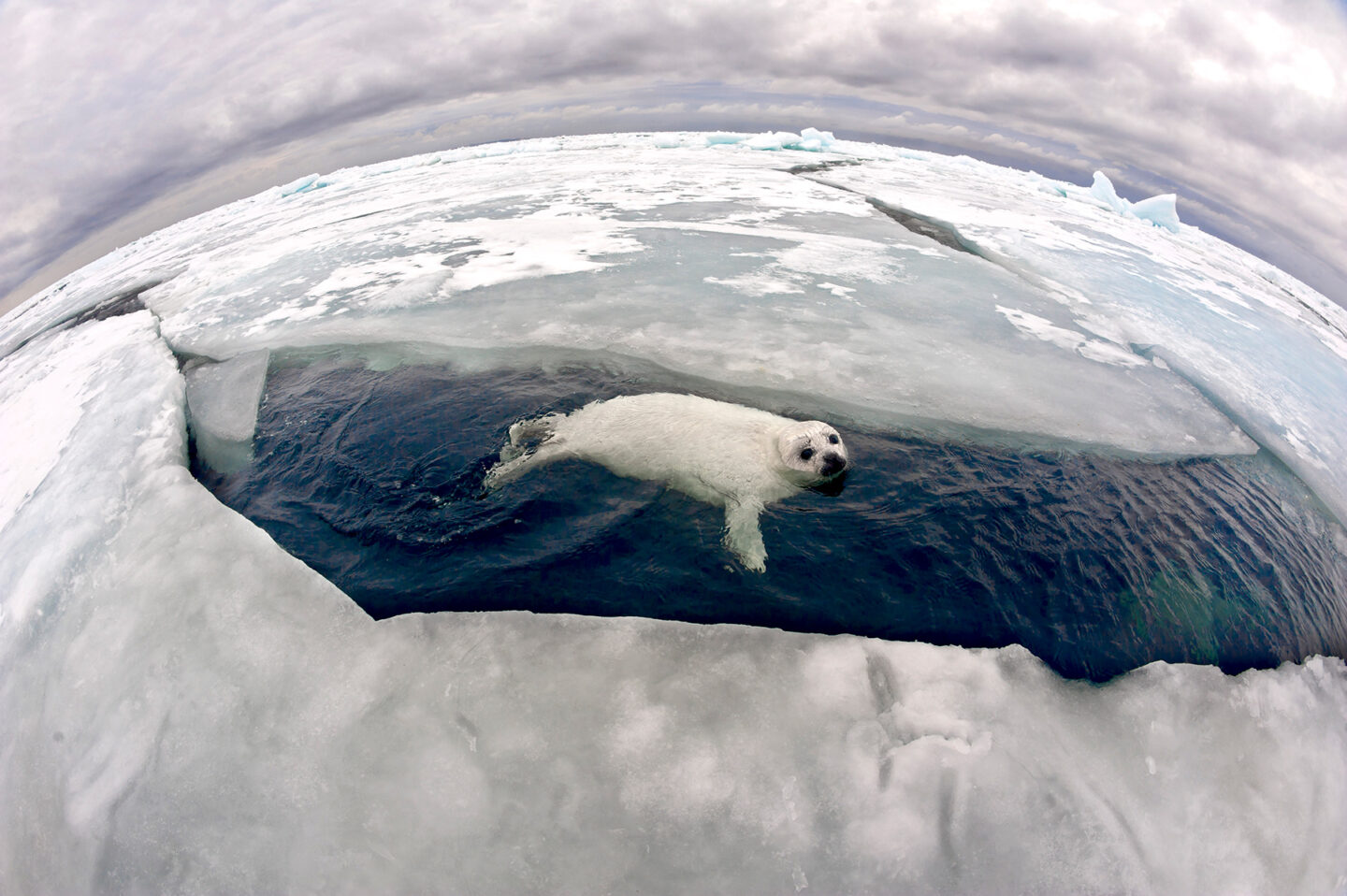 Thinning Ice: Harp Seals in Crisis - Wild Eye Magazine