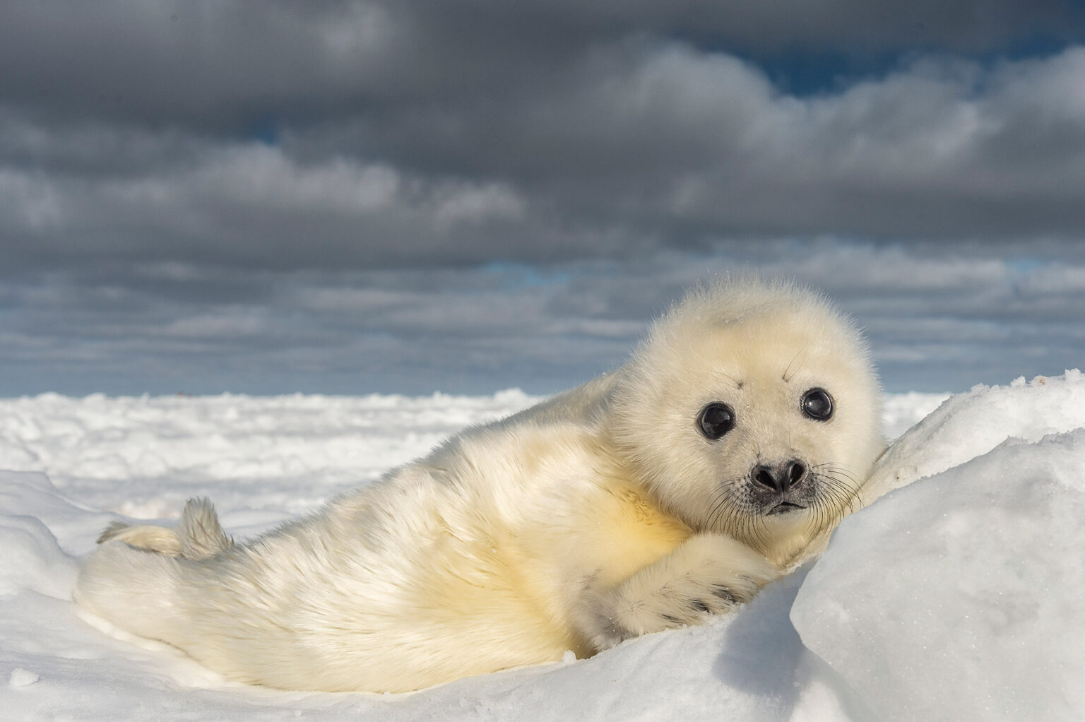 Thinning Ice: Harp Seals in Crisis - Wild Eye Magazine