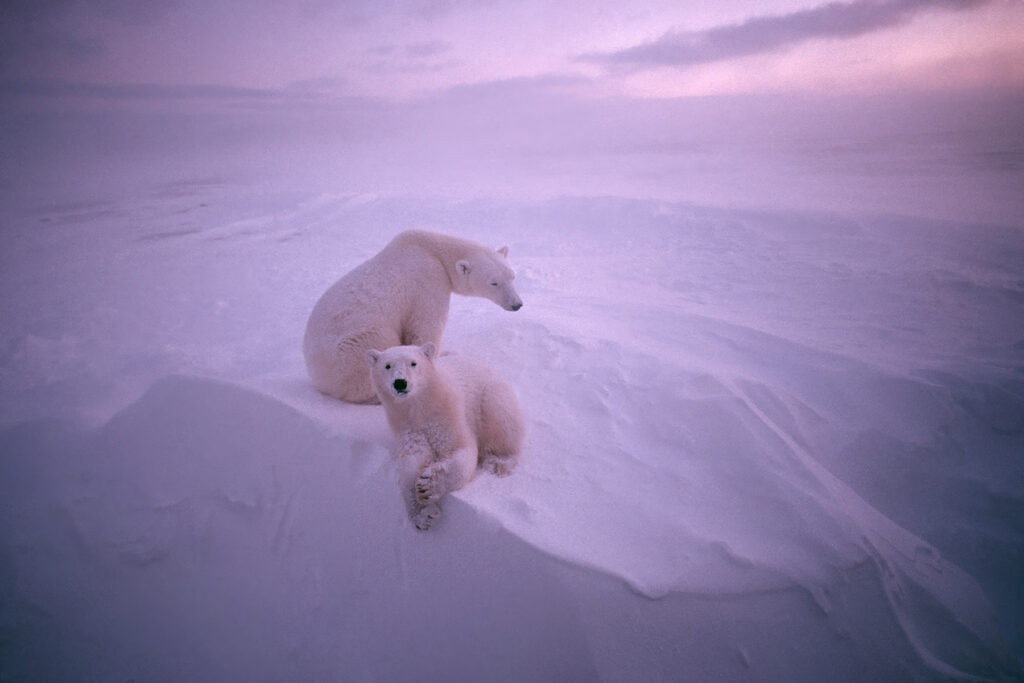 Interview with Thomas D. Mangelsen on Framing Nature’s Portrait - Wild ...