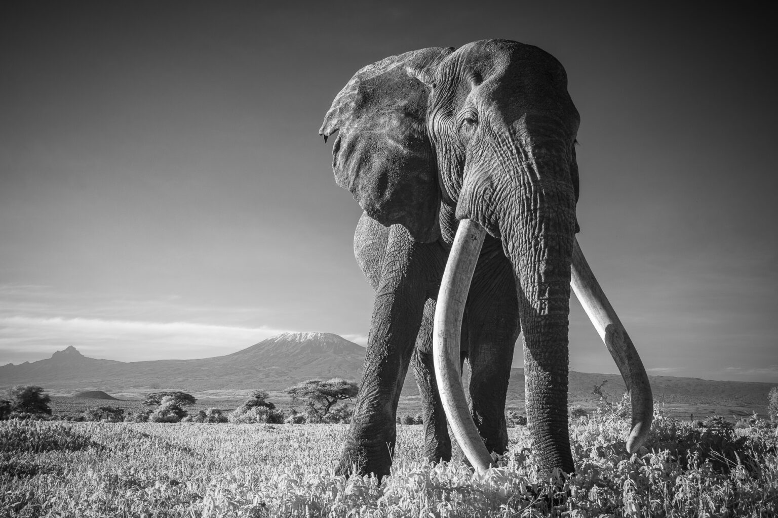 Craig the Iconic Elephant from Ambroseli Dies at 54